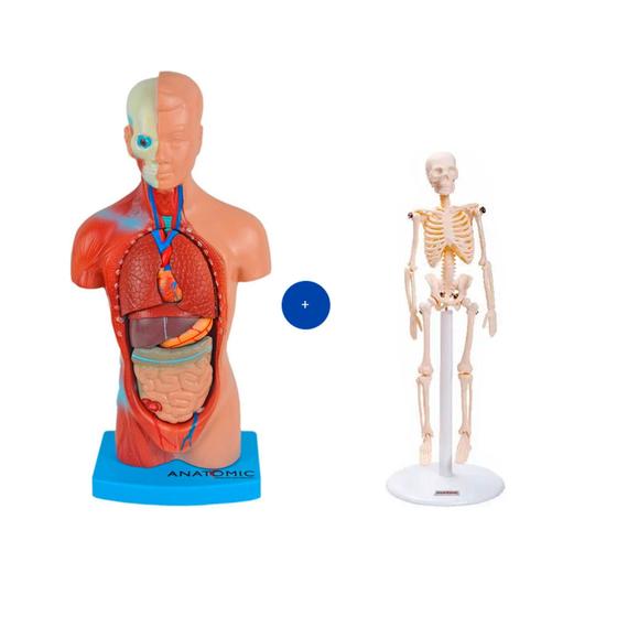 Torso humano de 28 cm assexuado em 15 partes + Esqueleto de 20 cm ...