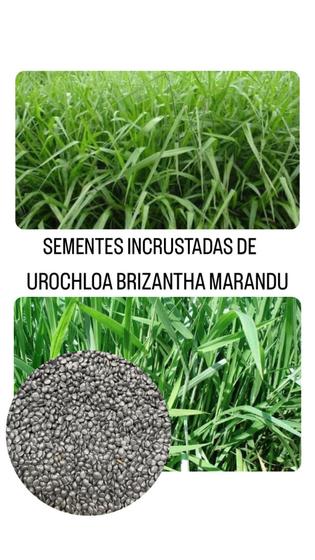 Urochloa Brizantha Marandu 5kg- Sementes Incrustadas - Sementes ...