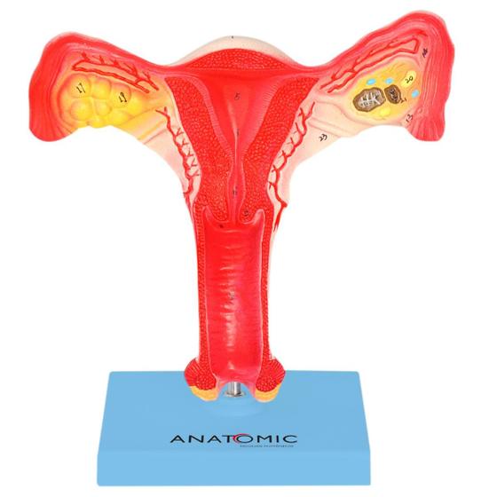 Útero com Trompas em Tamanho Natural, Anatomia - ANATOMIC - Modelos Anatômicos - Magazine Luiza