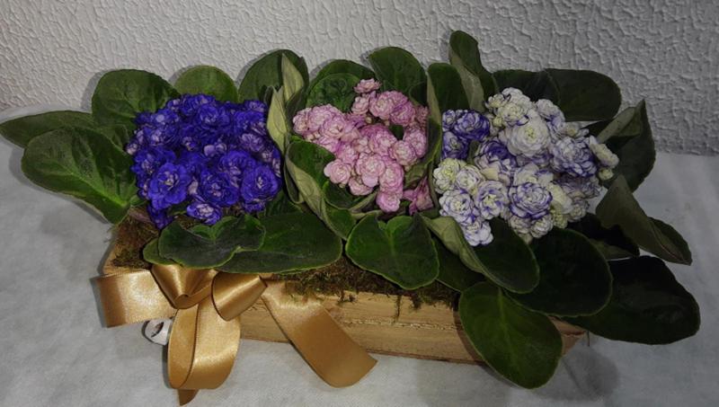 Violetas plantadas em cachepô (3 flores cores variadas) - Natural ...