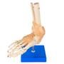 Pé Modelo Anatômico Com Articulação e Ligamentos Completo Educativo ...