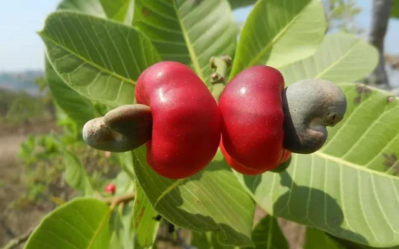 1 Linda Muda De Cajui ( Cajuzinho ) Do Cerrado, Rara Gardenmg - Livros ...