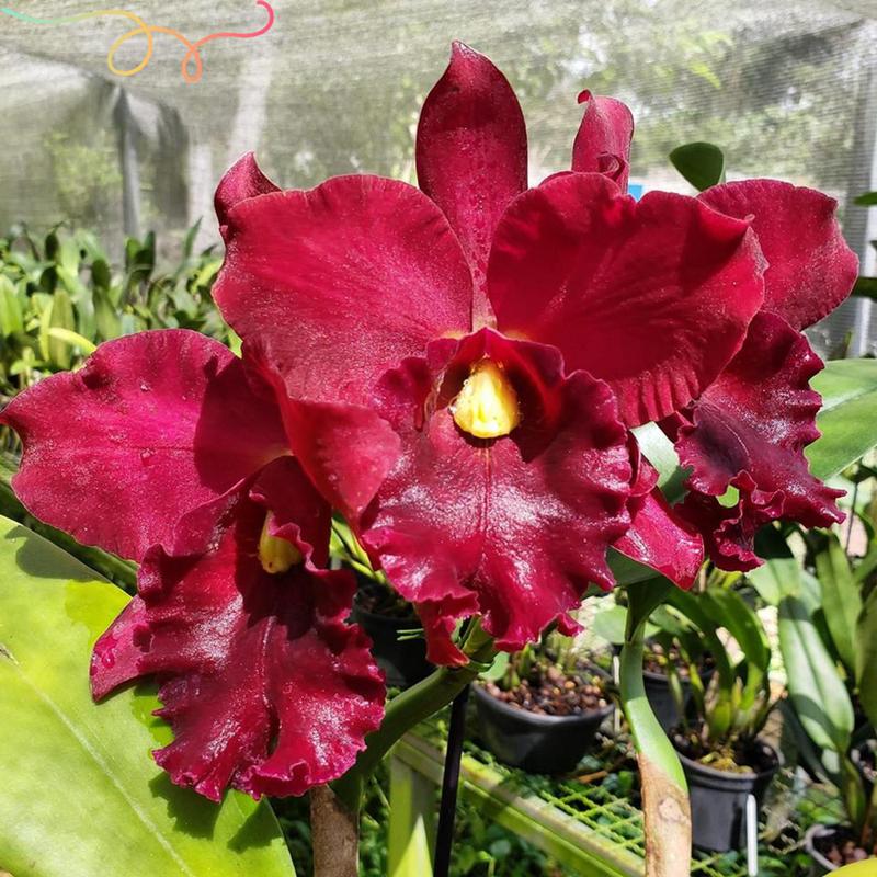 1 Muda Orquidea Catleya Orglades Royal Lady Top - DoceL@r - Plantas ...