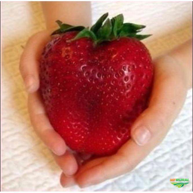 200 Sementes De Morango Gigante - SEEDS - Sementes - Magazine Luiza