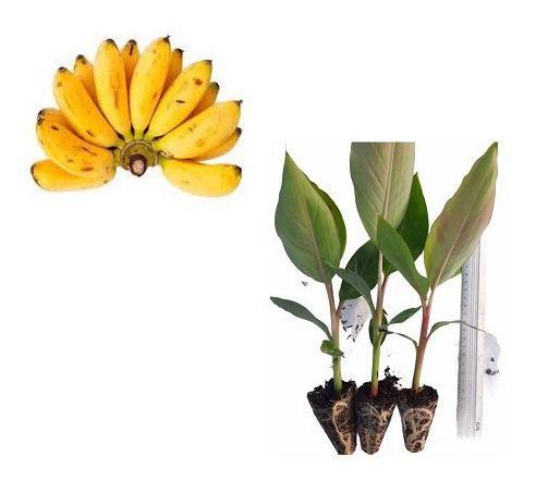 5 Mudas De Banana Maçã - Melhoradas Geneticamente. - Primavera Garden ...