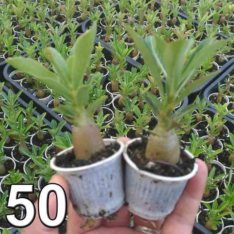 50 mudas de rosa do deserto 3 a 5 meses - cores sortidas Adenium Obesum ...