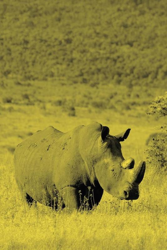 Alive! white rhino - Yellow duotone - Photo Art Notebooks (6 x 9 ...