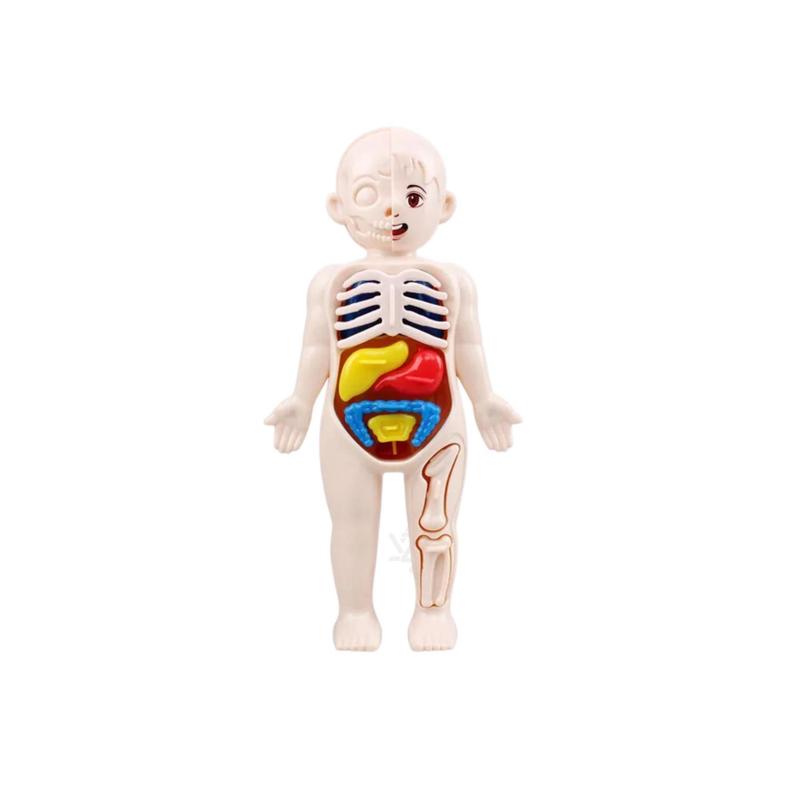 Boneco Anatomia Do Corpo Humano Brinquedo Órgãos Humanos - Zion ...