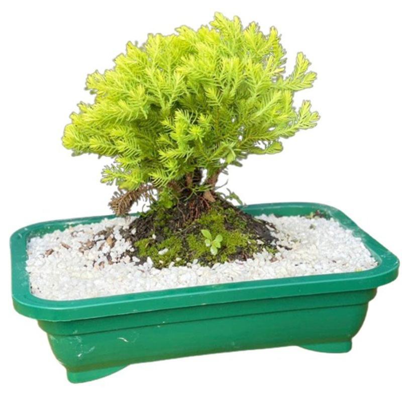 Bonsai Tuia Verde - Inspira Flora - Plantas Artificiais - Magazine Luiza