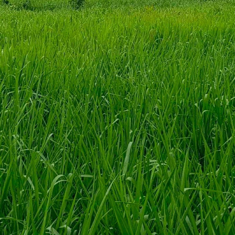 Brachiaria Brizantha cv Piatã 10kg - Sementes Paso Ita - Sementes ...