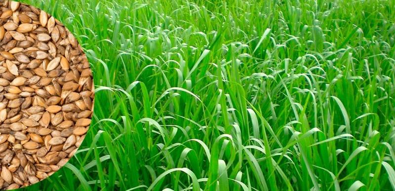 Brachiaria Decumbens - 1kg De Sementes - Sementes - Magazine Luiza