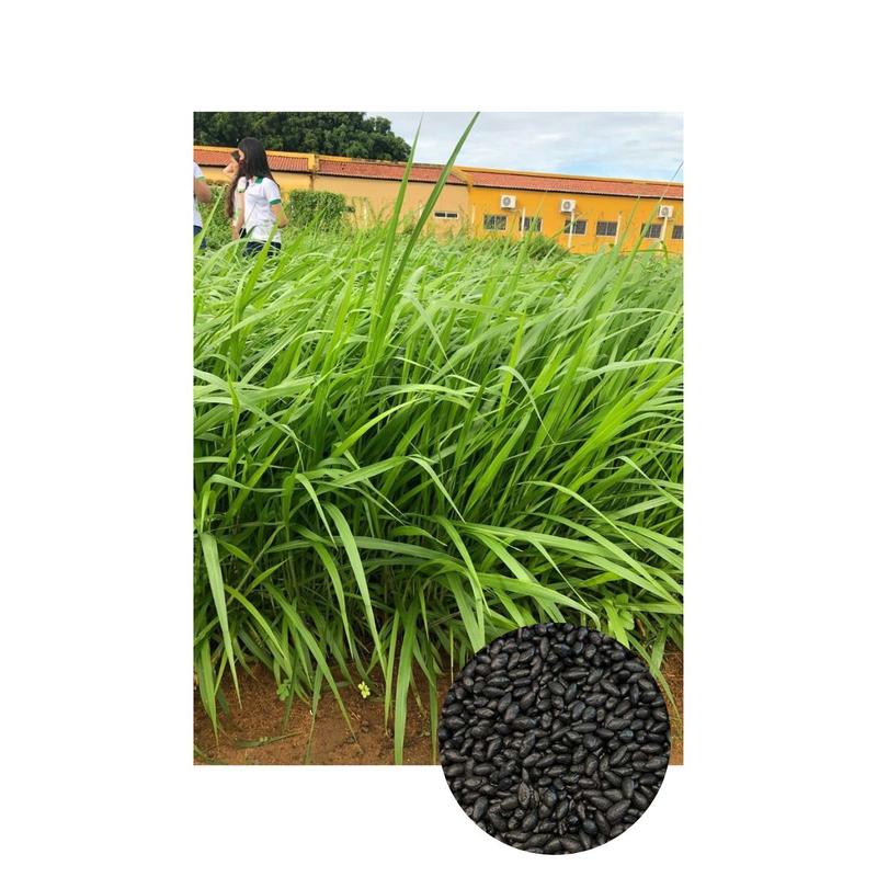 Brachiaria Híbrida cv. Dunamis p/ Gado de leite 3kg - Sementes ...