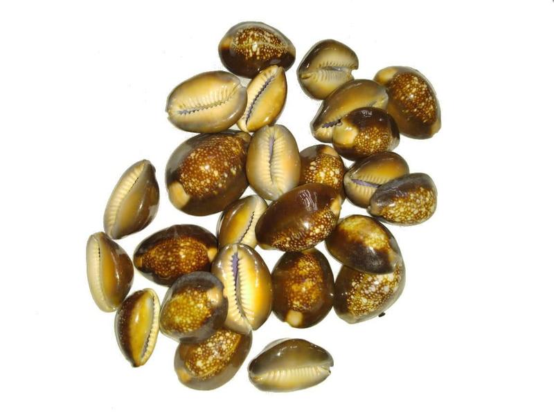 Buzio Africano 500G Mais De 50 Peças Buzios Umbanda Marrom - Oba Ogun ...