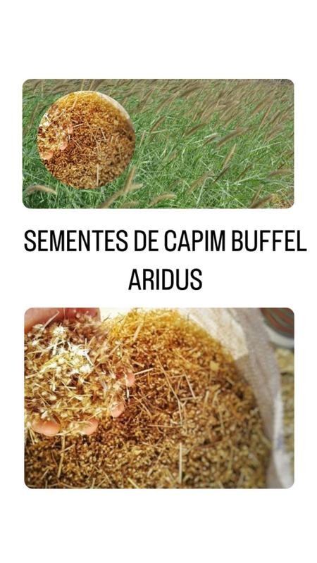 Capim Buffel Áridus - 10KG de Sementes - Sementes - Magazine Luiza