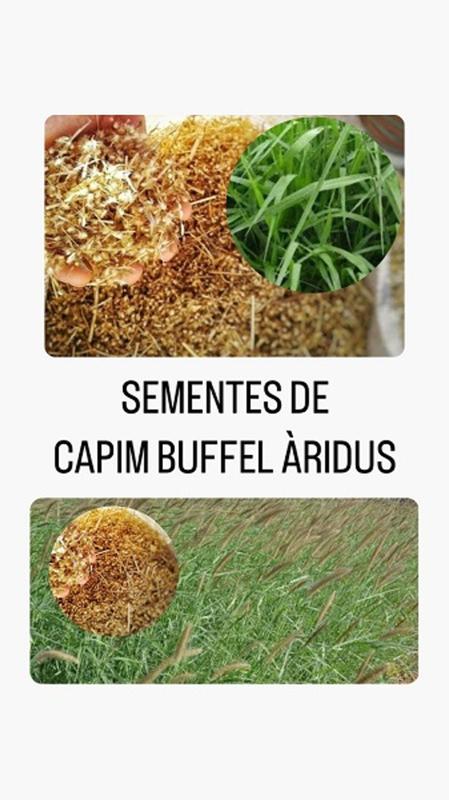 Capim Buffel Áridus - 1KG de Sementes - Sementes - Magazine Luiza