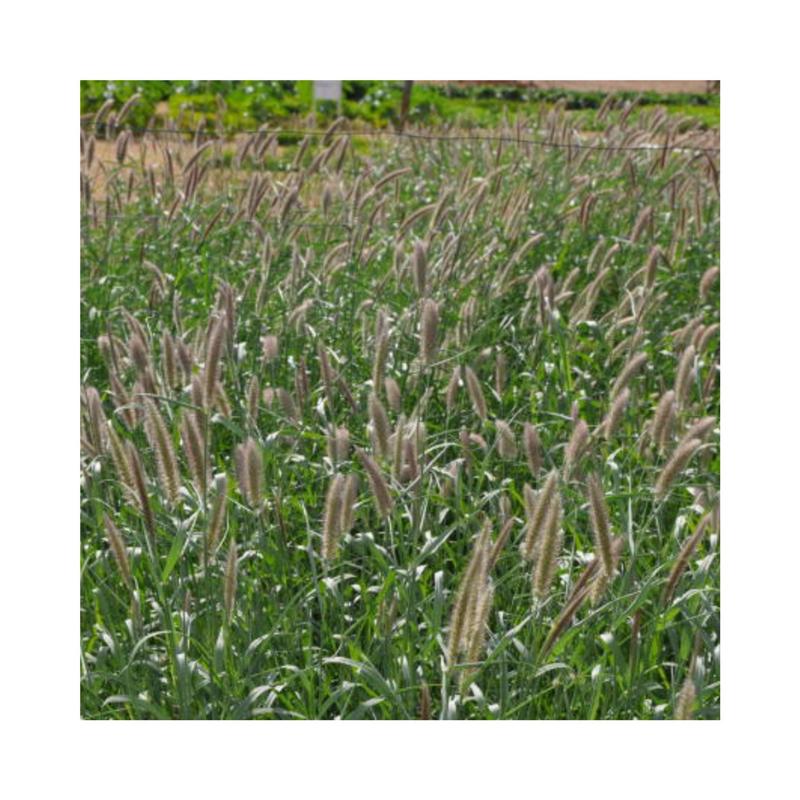 Capim Buffel Aridus 3kg Sementes - Sementes Brasil - Sementes ...