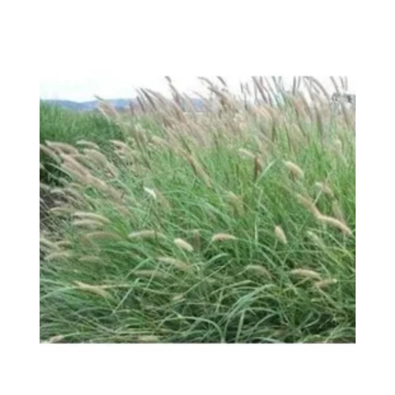 Capim Buffel Grass 20kg Sementes - Sementes Brasil - Sementes ...