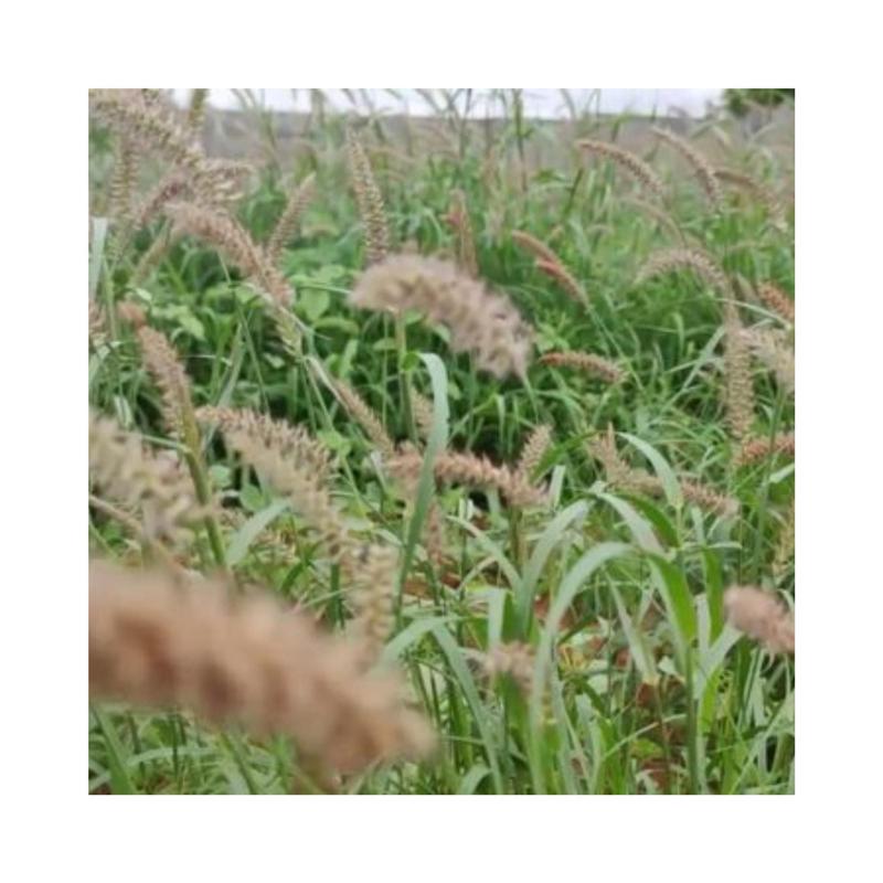 Capim Buffel Grass 5kg Sementes - Sementes Brasil - Sementes - Magazine ...