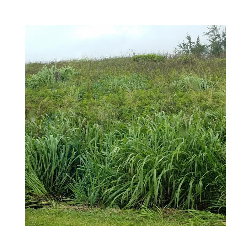 Capim Colonião Panicum Maximum cv Atlas 4kg Sementes Incrus - Sementes ...