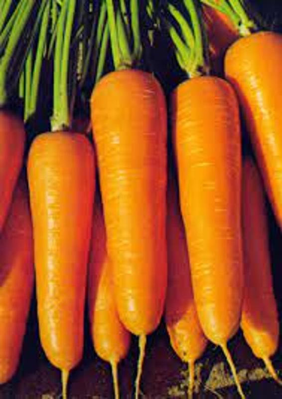 Cenoura BRS Planalto - 50gramas de Sementes - ISLA Sementes - Sementes ...