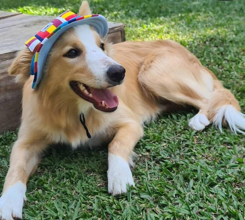 Chapéu Boné para cães Rosa e Colorido - Hashtag Descubra - Chapéu ...