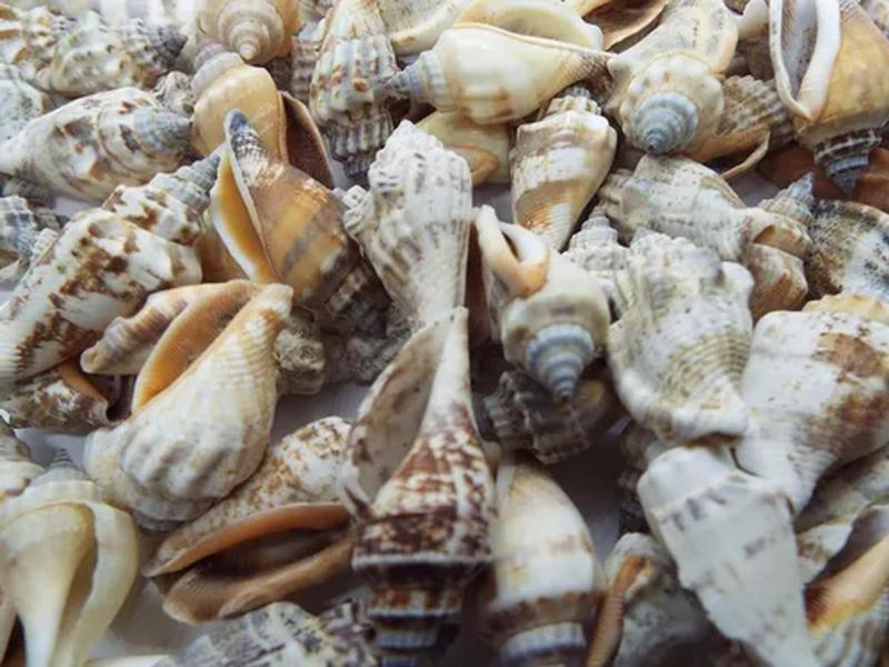 Conchas Do Mar Natural Caracol 100un C/furo - Merart - Miçangas ...
