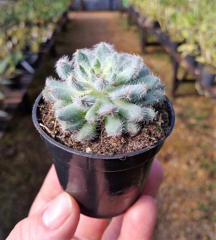 Echeveria Setosa var. Diminuta - Orquidário - Planta e Flor Natural ...