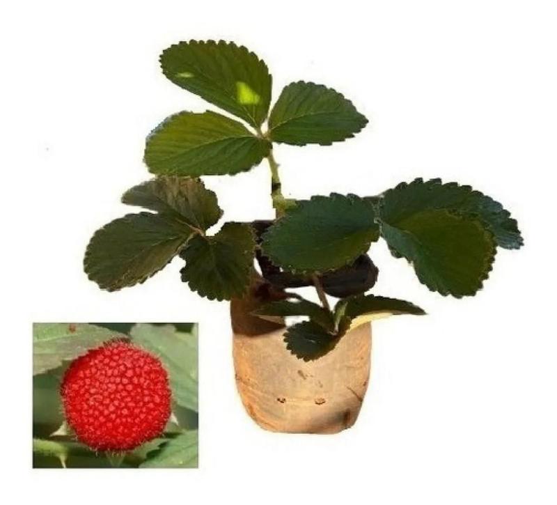 Excelente Muda De Morango Para Produzir - AMK - Jardinagem e Paisagismo ...