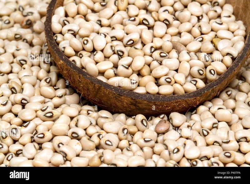 Feijao - Fava - Fava - Feijão - Magazine Luiza