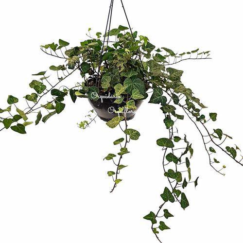 Hera Hedera Helix Planta Natural Pendente Com Vaso - Orquiflora ...