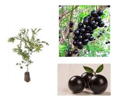 Jabuticaba Sabará - Plantas Com 1 Mt De Altura - Mudas Herculandia ...