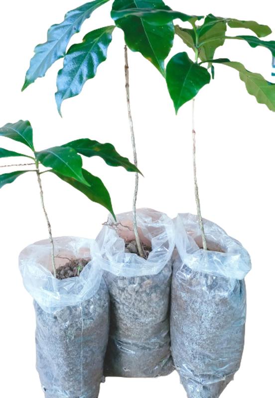 kit 10 mudas de café prontas para o plantio - Raiz da Roça - Planta e ...