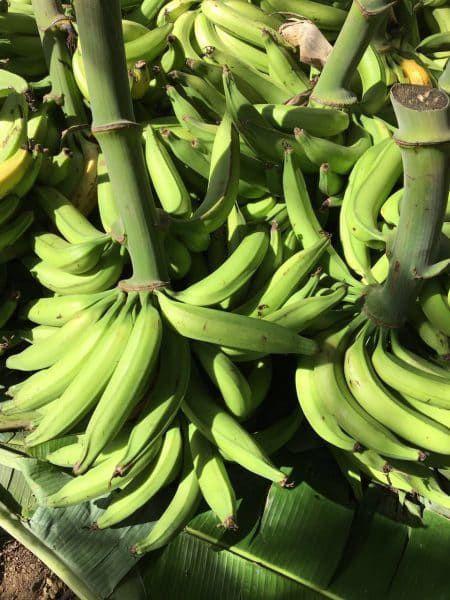 Kit de Mudas de Banana da Terra Embrapa Comece seu Pomar Agora - Muda ...