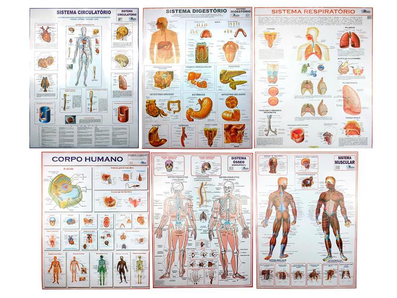 Kit Mapa do Corpo Humano Sistema Respiratório Digestório Circulatório ...