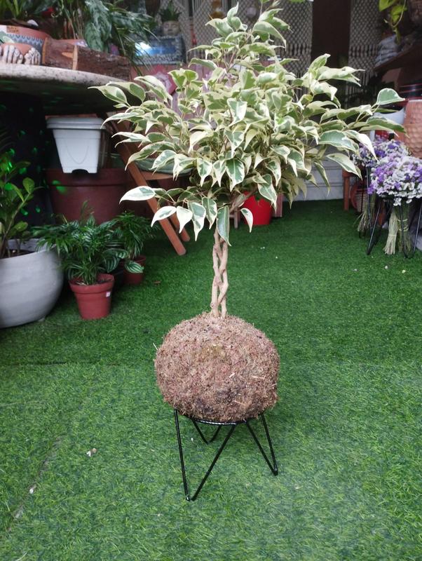 Kokedama ficus benjamina variegata - Plante a Terapia - Livros de ...