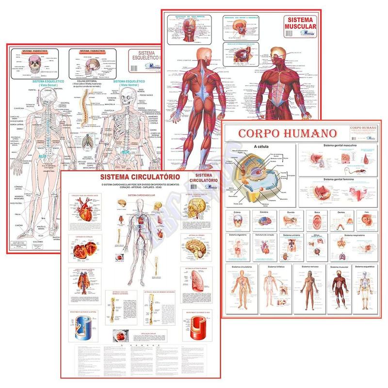 Mapa Anatomia Humana Corpo Muscular Circulatório Esquelético ...