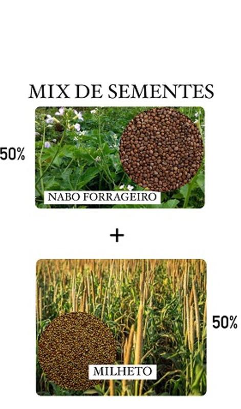 Mix de Sementes - Nabo Forrageiro/Milheto - 1KG de Sementes ...