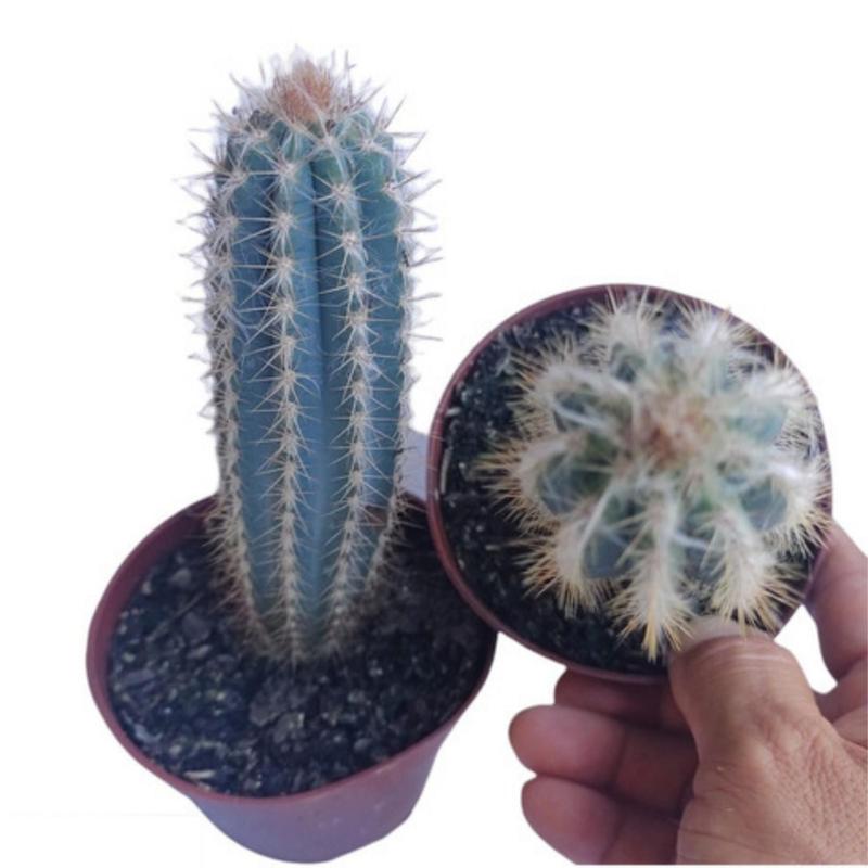 Muda Cacto Azul 10 A 14 Cm Qualidade Pilosocereus Pachyclaus - Ta na Mão - Muda - Magazine Luiza