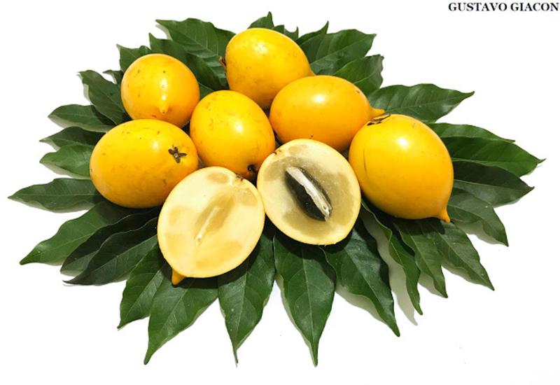 Muda De Abio Amarelo + Manual De Plantio - ArmazémDasMudas - Sementes ...