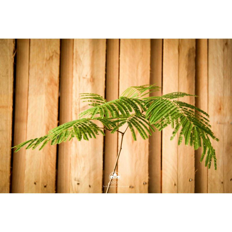 Muda de Angico Vermelho Altura de 0,40 cm a 0,80 cm - Amk - Jardinagem ...