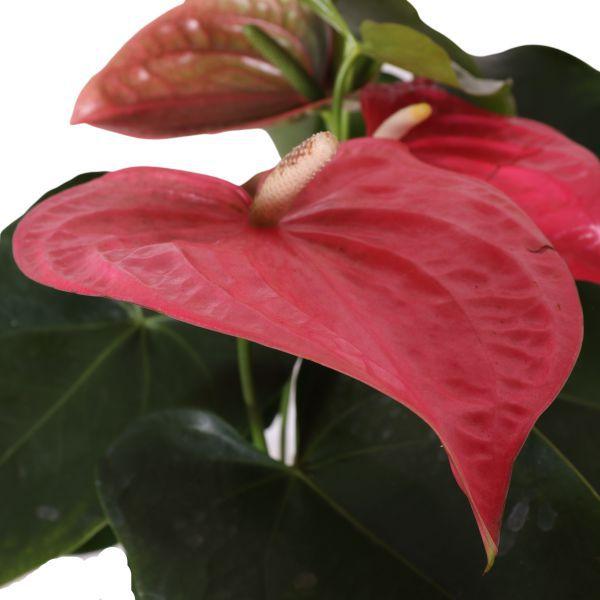 Muda de Anturio Rosa - Gardencitrus - Muda - Magazine Luiza