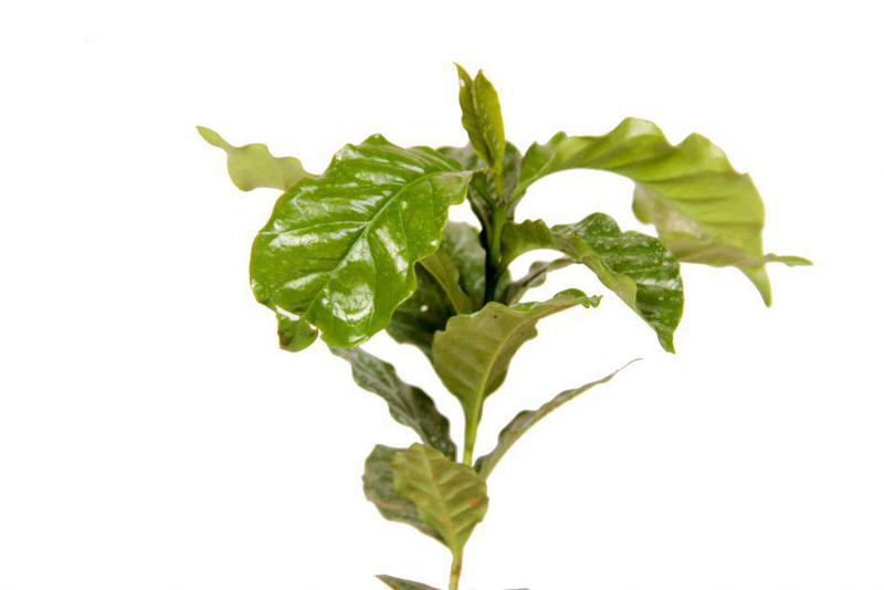 Muda de Café Altura 0,15 cm a 0,40 cm - Plantas - Muda - Magazine Luiza