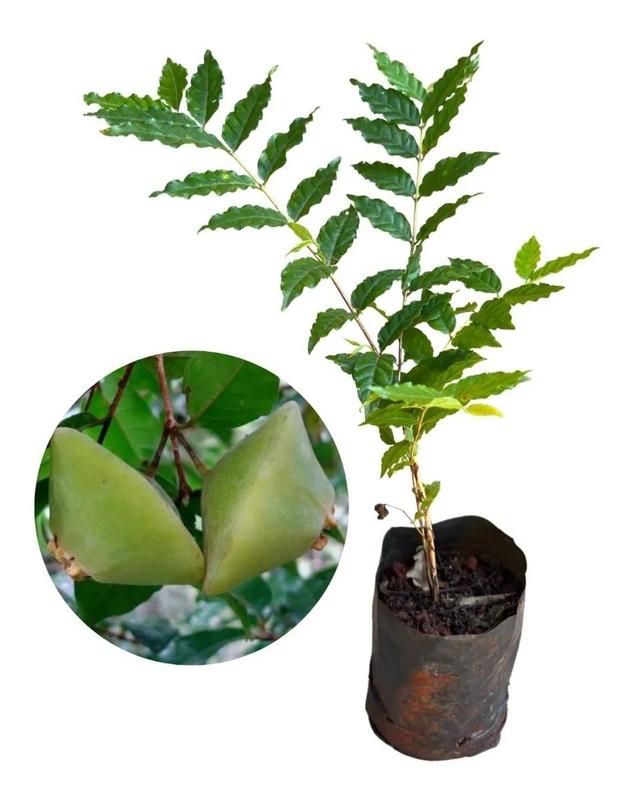 Muda De Cambuci Para Produzir - AMK - Jardinagem e Paisagismo - Muda ...