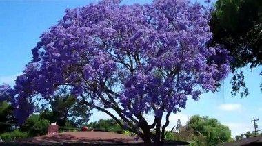 Muda de Caroba Flor Roxa - Jacaranda Macrantha - Dancruz - Muda ...