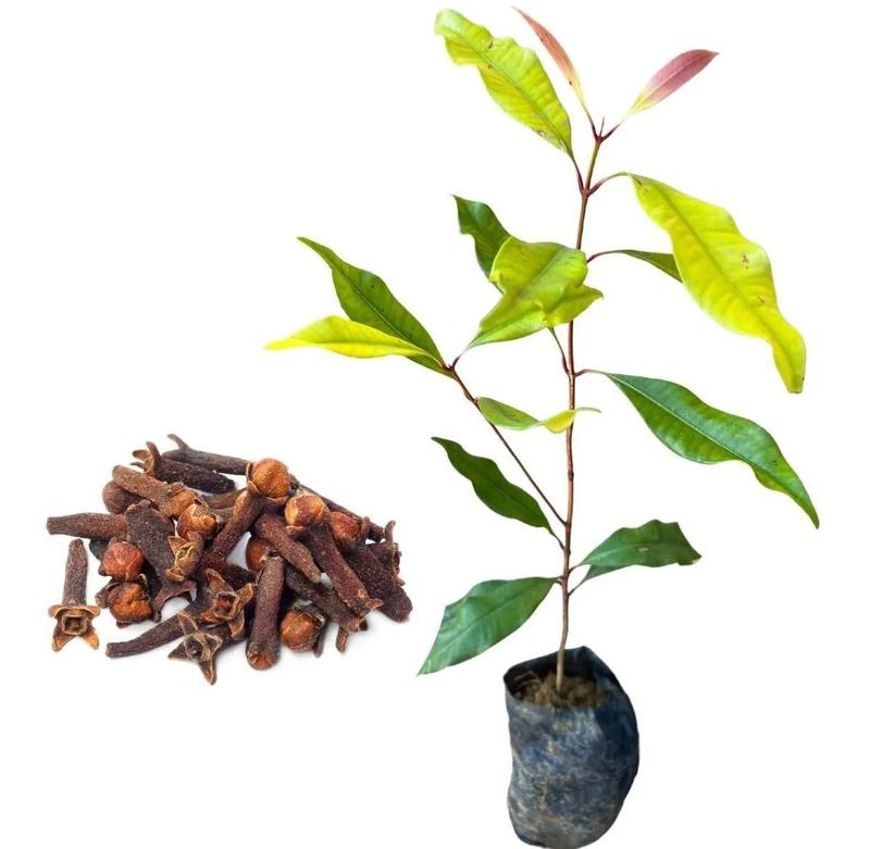 Muda De Cravo Da Índia - Syzygium Aromaticum - AMK - Jardinagem e ...