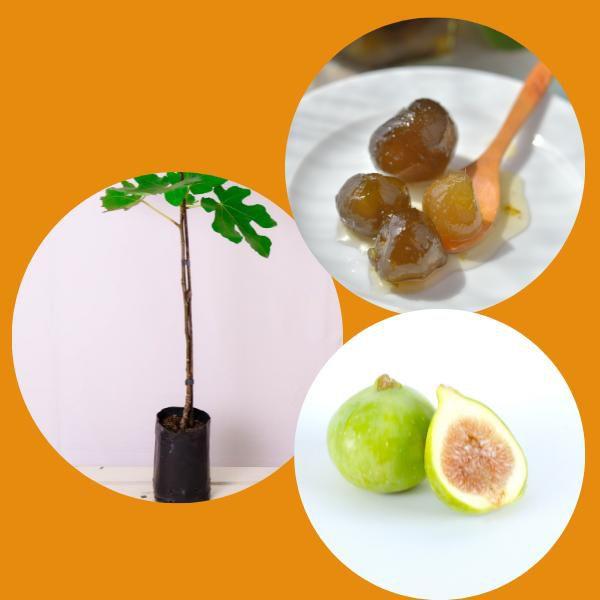 Muda de Figo Branco Enxertado Produzindo - Gardencitrus - Muda ...