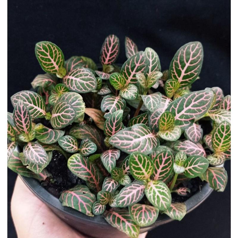 Muda de Fitonia, planta mosaico - Planta e Flor Natural - Magazine Luiza