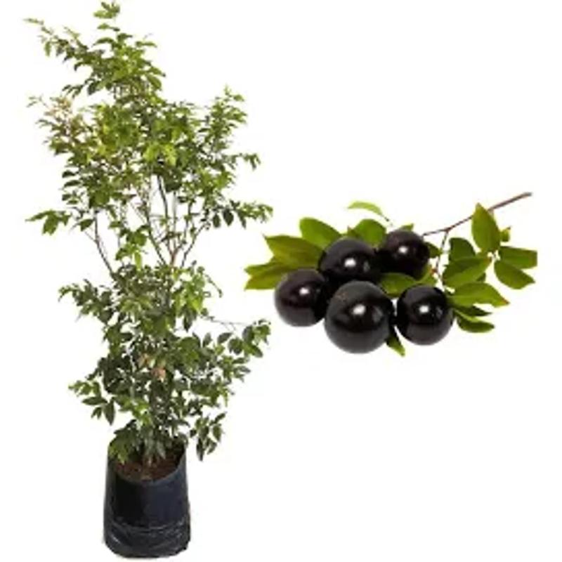 Muda de jabuticaba - 60 cm - Ornament Mudas - Muda - Magazine Luiza