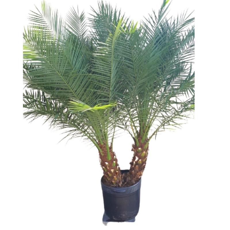 Muda de Palmeira Fênix Dupla - Gardencitrus - Planta e Flor Natural ...