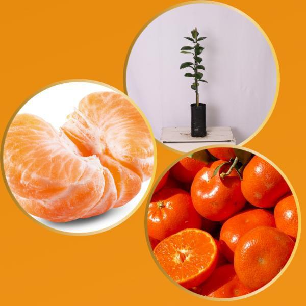 Muda de Tangor Murcott Produzindo - Gardencitrus - Muda - Magazine Luiza